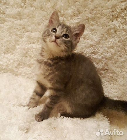 Дымочка - красавица 2.5 месяца