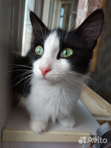 Ищет дом, кошка в добрые руки