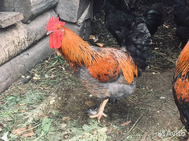Петухи