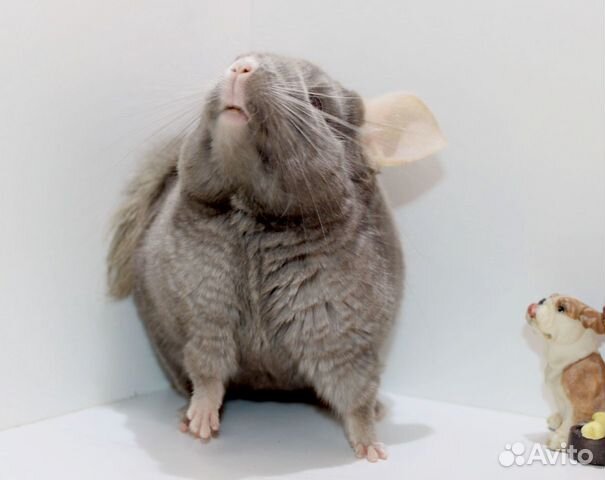 Шиншилла Коричневая