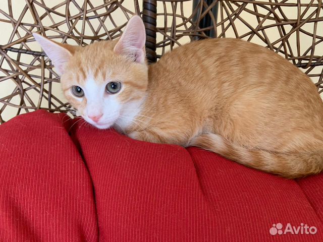 Рыжий Огонек ищет маму и папу