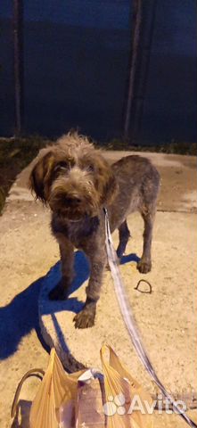 Чей щенок дратхаара