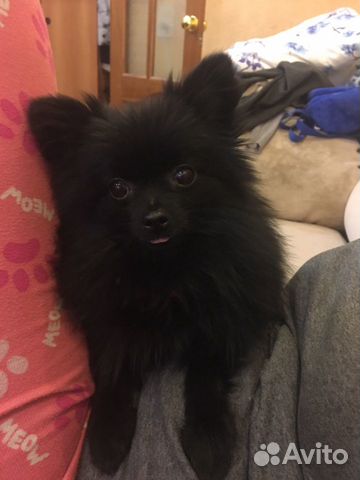 Продам шпица