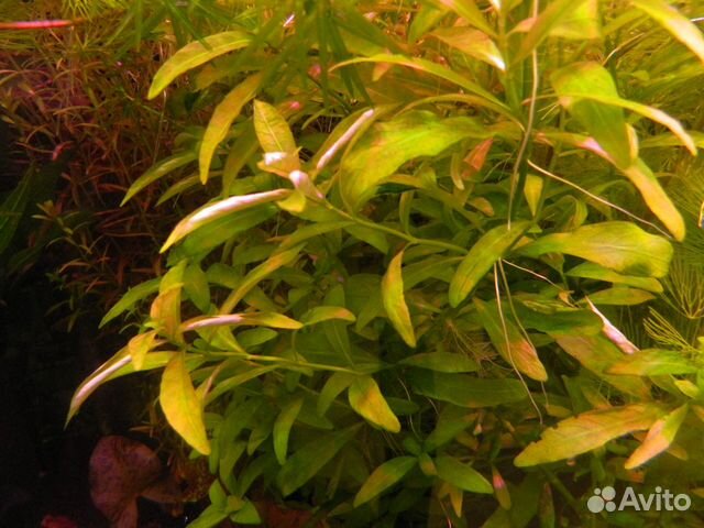 Аквариумные растения