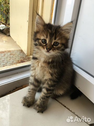 Прелестные котятки