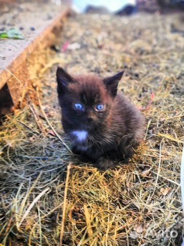 Котята
