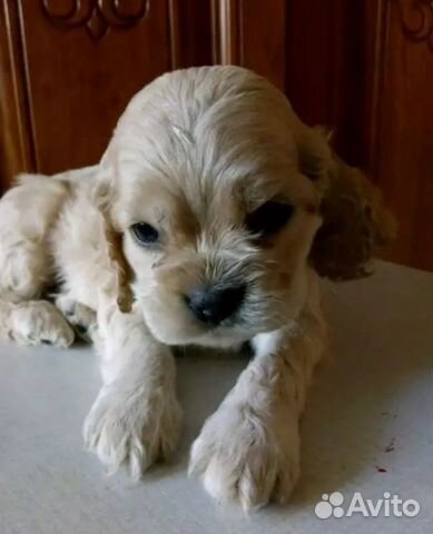 Карапузики