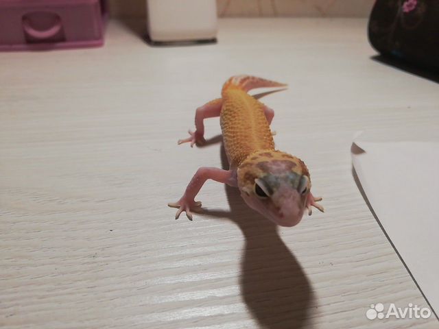 Эублефар молодой самец