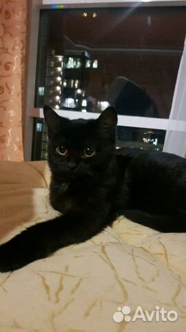Британская кошка