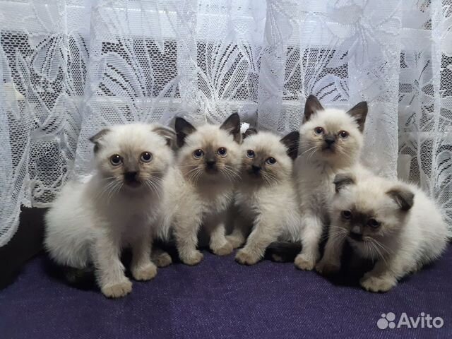 Шотландские котята