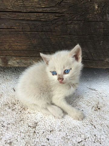 Котята-сироты нуждаются в доме