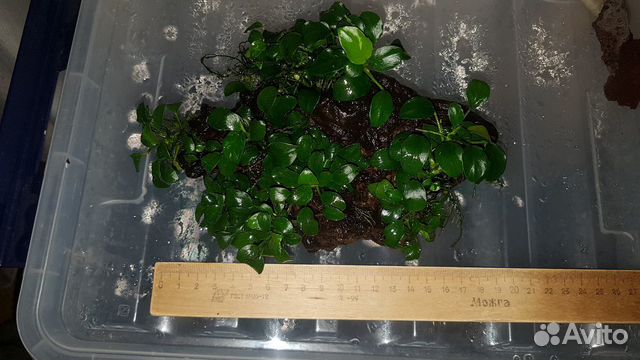 Анубиас нано петит на коряге