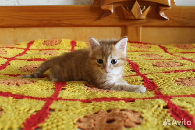 Рыжий котёнок