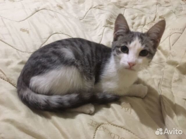 Маленький котик