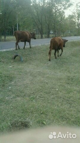 Продаю коров