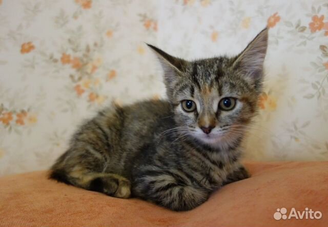 Котенок Мурашка