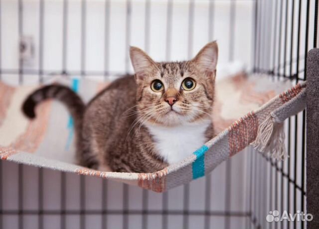 Орфей ищет дом