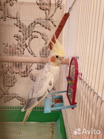 Попугай Корелла