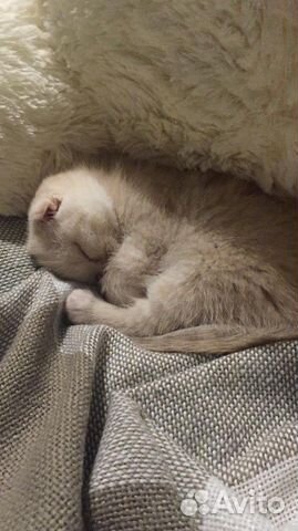 Британский вислоухий