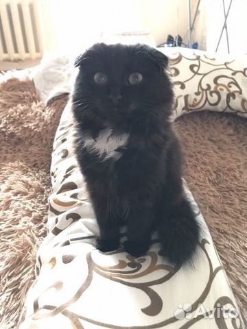 Отдам котёнка в хорошие руки