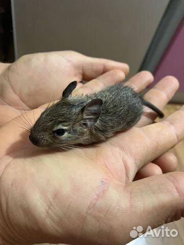 Дегу бельчата