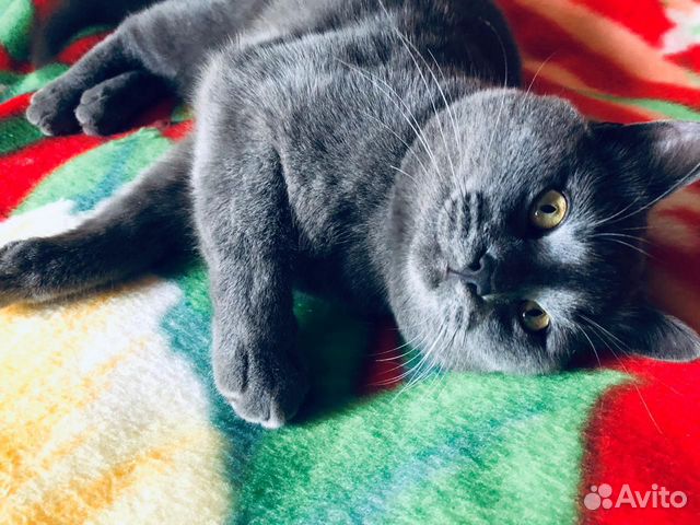 Шикарный британский котенок 8 месяцев