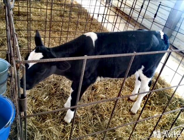 Бычки породистые, молодняк