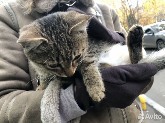 Котёнок девочка ищет семью