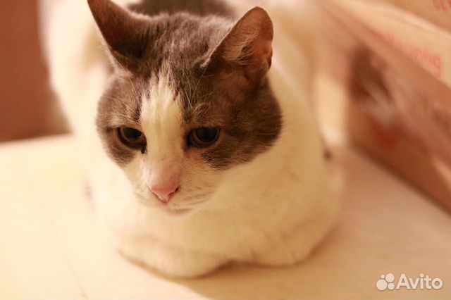 Котик Ланселот 2 года