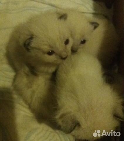 Котята Тайцы