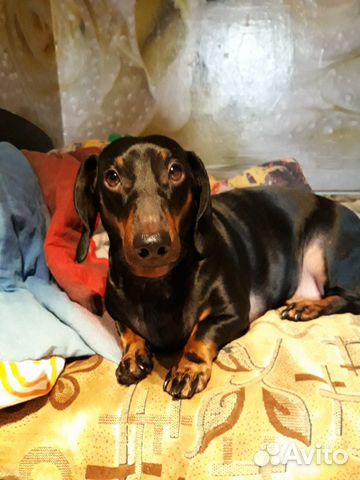 Красавчика Бакса в дар хорошим людям