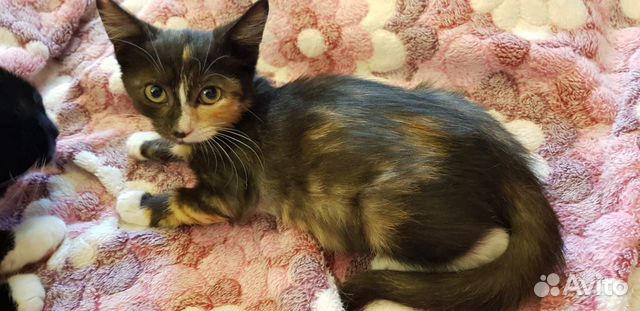 Котенок Девочка 2 мес в добрые руки