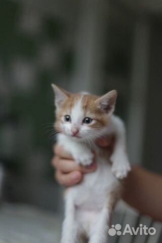 Котята с помойки 3 часть