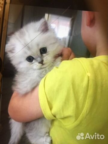 Шикарный котик ищет невесту