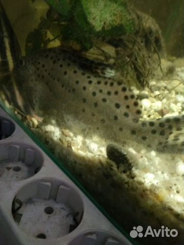 Сомики аквариумные