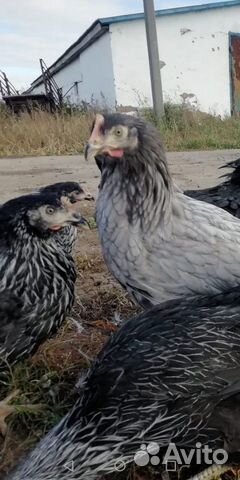 Молодка оптом
