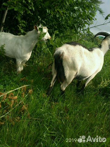 Продаются домашние, молочные козы