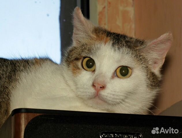 Уютные молоденькие толстушки в добрые руки