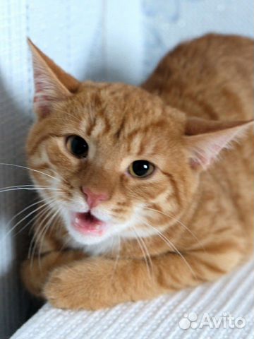 Котенок Тигра