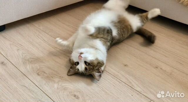 Кошечка, у которой губки-бантиком) кошки, котята