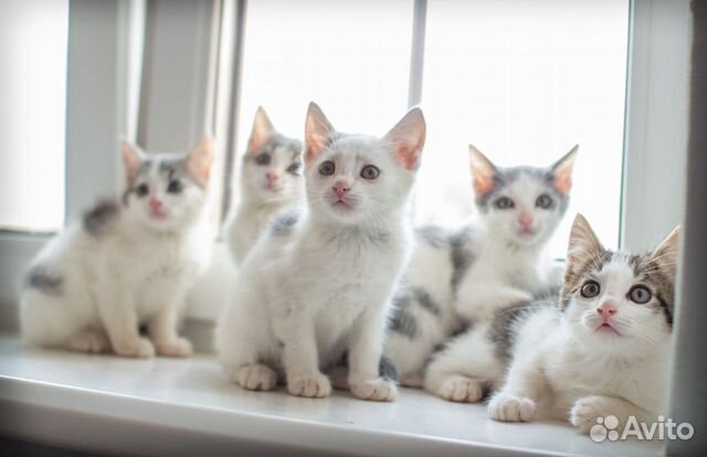 Котята близнецы 2 месяца в дар