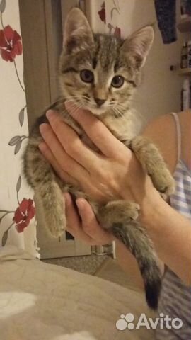 Маленький котёнок ищет друга