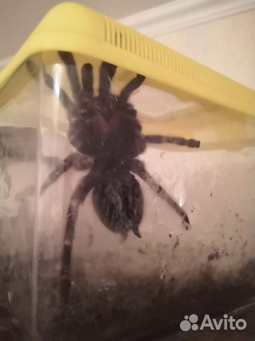 Продам пауков