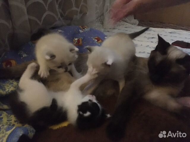 Отдаём котят за шоколадку