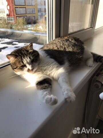 Кошка бесплатно