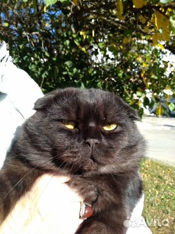 В добрые и ответственные руки