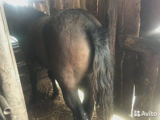 Продам жеребчика 1.5