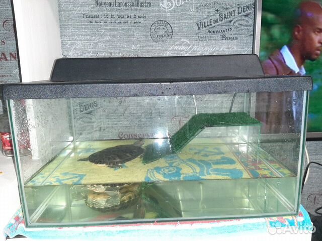 Продам черепаху с аквариумом