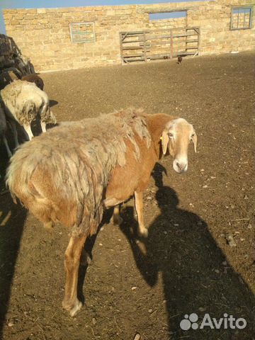 Бараны курдючные, ярочки