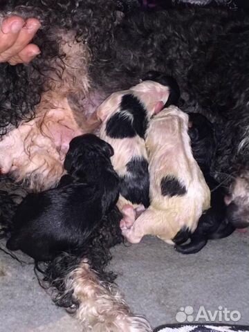 Отдам щенят Голландской Овчарки, Шапендуа